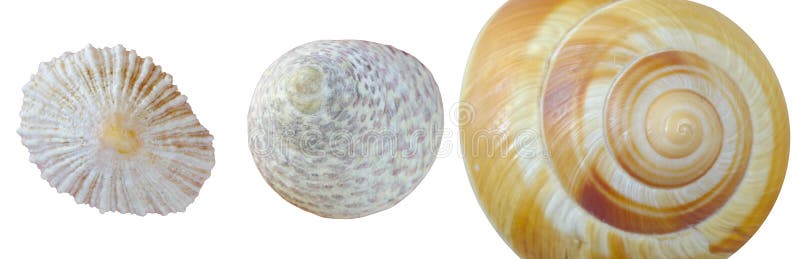 Seashell of Sea Snail Needle Whelk or Needle Shell, Bittium Reticulatum ...