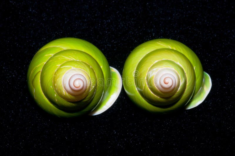 Seashell Snails stock photo. Image of still, industry - 339460990