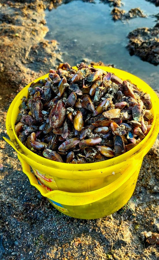 Seashell: a Source of Protein Editorial Photo - Image of coast, crop ...