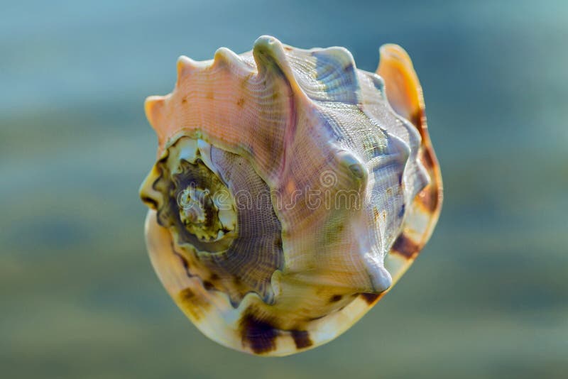 Seashell stock photo. Image of shape, color, diversity - 197484328