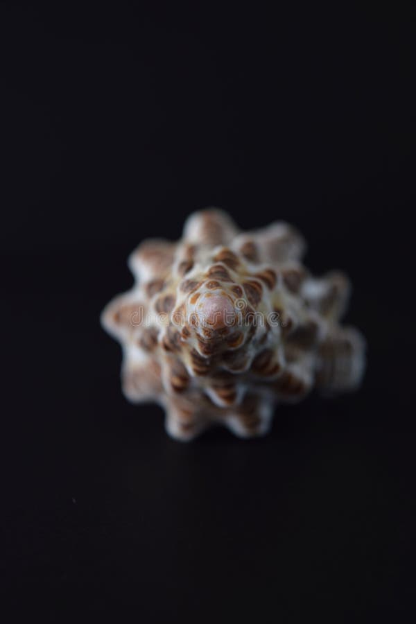 Spiky Seashell Standing on Sandy Tropical Beach Surface and Sea or ...