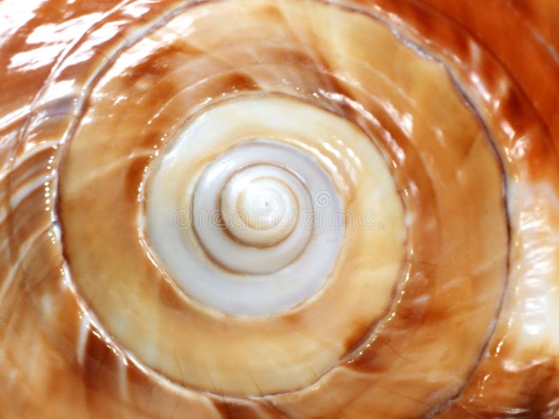 Seashell spiral stock photo. Image of shell, beauty, destinations ...