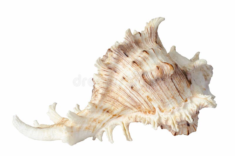 Parrotfish stock photo. Image of nemo, golden, cornetfish - 5015594