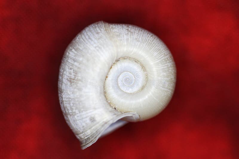 Seashell Spiral stock photo. Image of fibonacci, structure - 61098630
