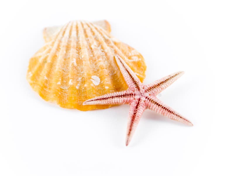 Seashell and starfish stock image. Image of starfish, summer - 7086577