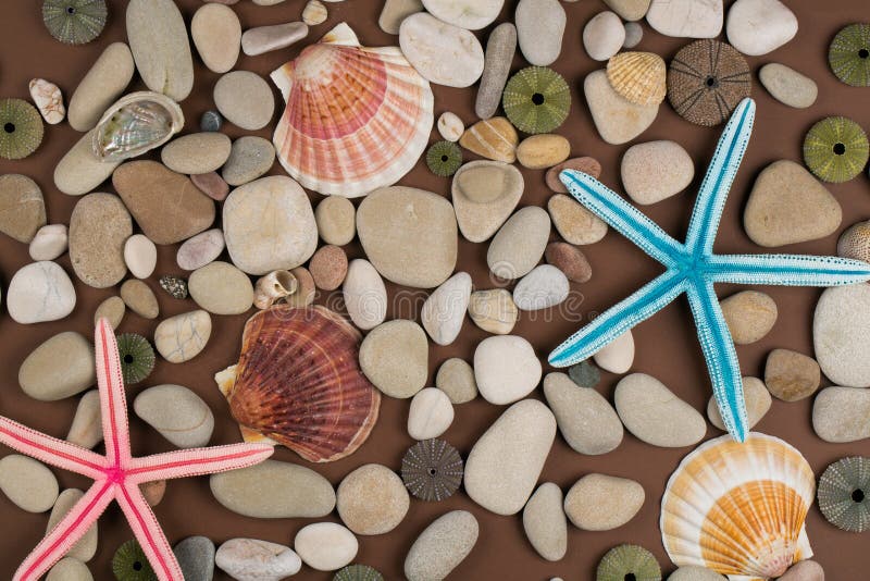 Seashell and starfish stock image. Image of beauty, seashell - 68751655