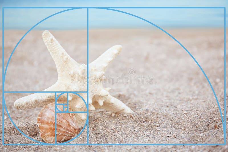 Fibonacci Spiral Arrangement and Seashell Stock Image - Image of ocean ...