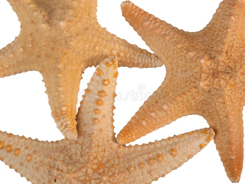 Seashell Starfish Top View Isolated on White Background with Clipping ...