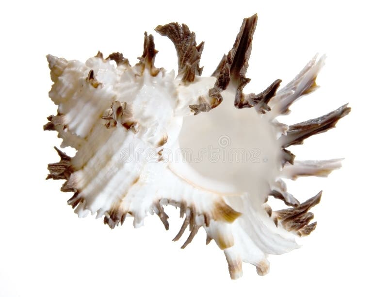 146 Seashell Armor Stock Photos - Free & Royalty-Free Stock Photos from ...