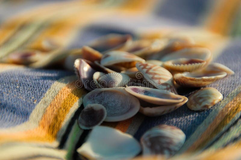 Seashell Still Life stock image. Image of seashells - 385719547