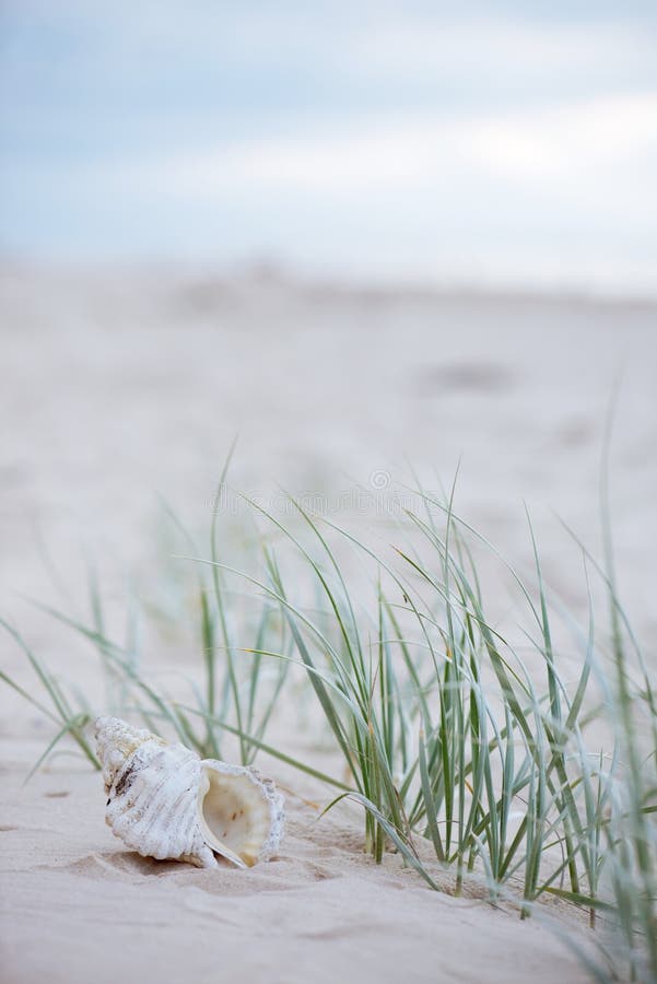 Long Seashell in the Sand with Water Ripples Stock Image - Image of ...
