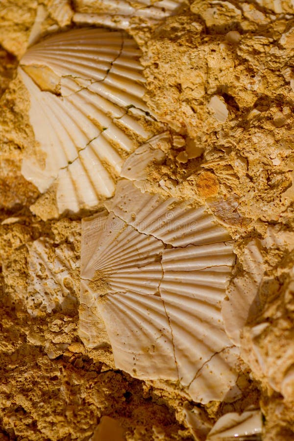 Seashell in stone stock photo. Image of coast, natural - 29228708