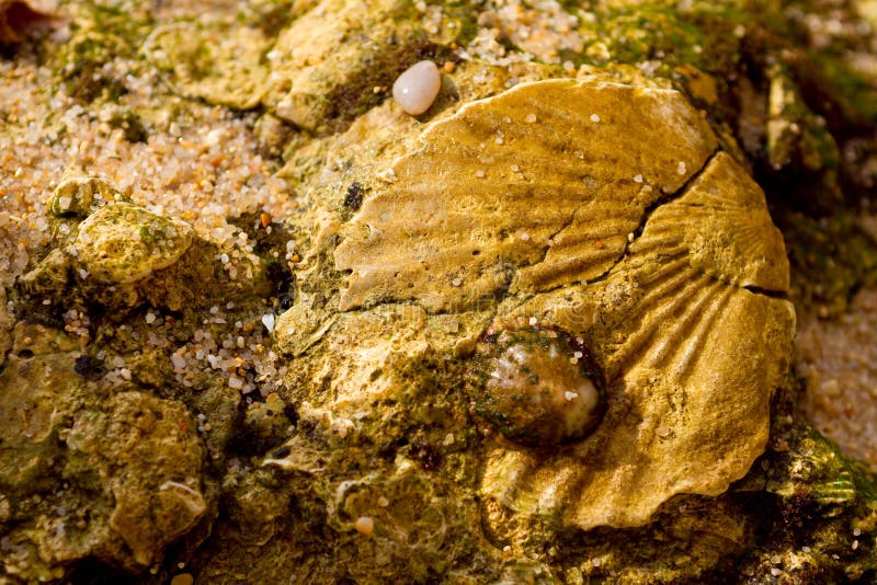 Seashell in stone stock photo. Image of coast, natural - 29228708