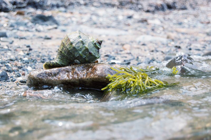 Seashell on a Stone Next To Seaweed on the Seashore Stock Image - Image ...