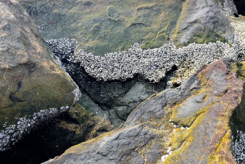 Seashell at Stone Wall Background Stock Image - Image of nature, rock ...