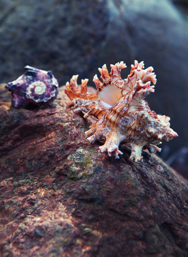 Seashell and stones stock image. Image of background - 37804353