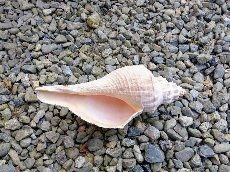 Seashell and stones stock image. Image of background - 37804353