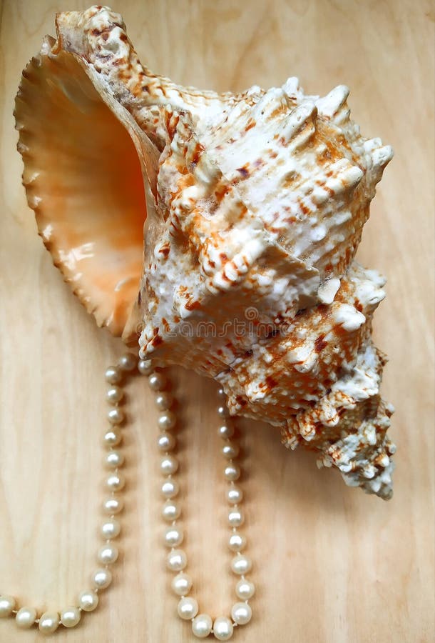 Seashell and a String of Pearls. Stock Photo - Image of pearl, pebbles ...