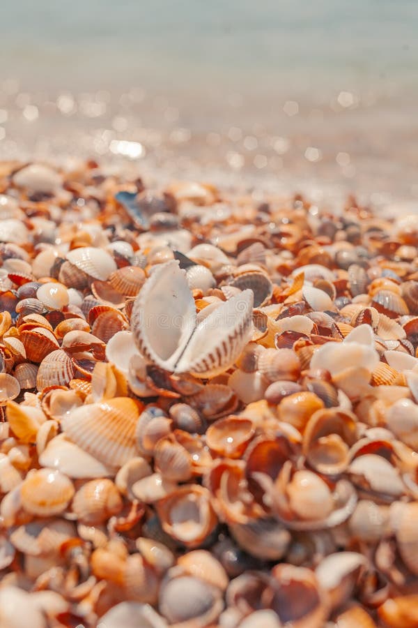 Seashell stock image. Image of seashell, beautiful, leisure - 7161823