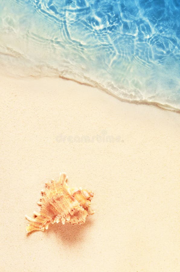 Seashell on the Summer Beach in Sea Water. Summer Background Stock ...