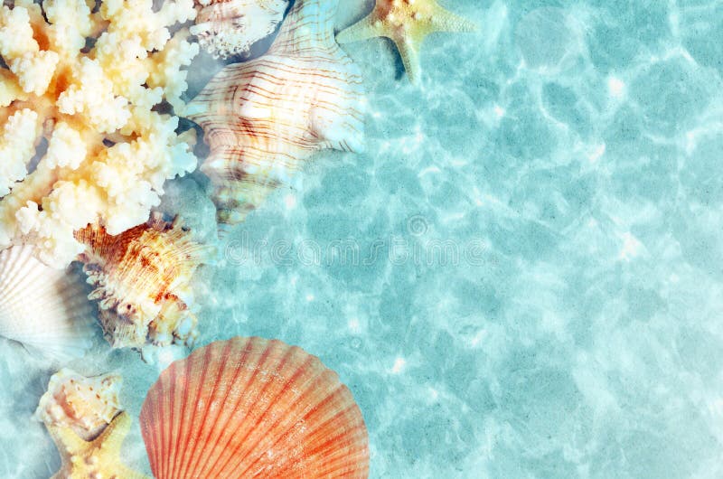 Seashell on the Summer Beach in Sea Water. Summer Background. Summer ... Seashell on the Summer Beach in Sea Water. Summer Background. Summer ...