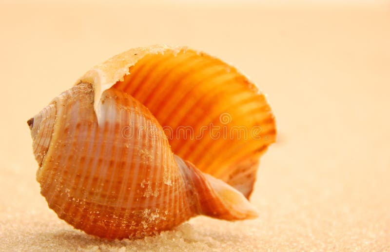Seashell on Beach Under Palm Stock Image - Image of tidal, gulf: 5622009
