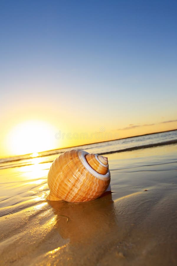 Seashell Sunset stock photo. Image of sand, tropical, tourist - 7711180