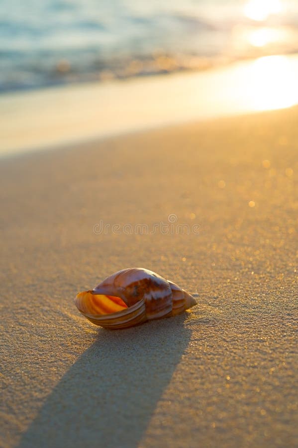 Seashell on Sunset Beach stock image. Image of reflected - 32246137