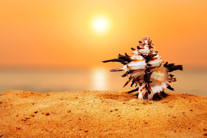 Seashell Sunset stock photo. Image of sand, tropical, tourist - 7711180