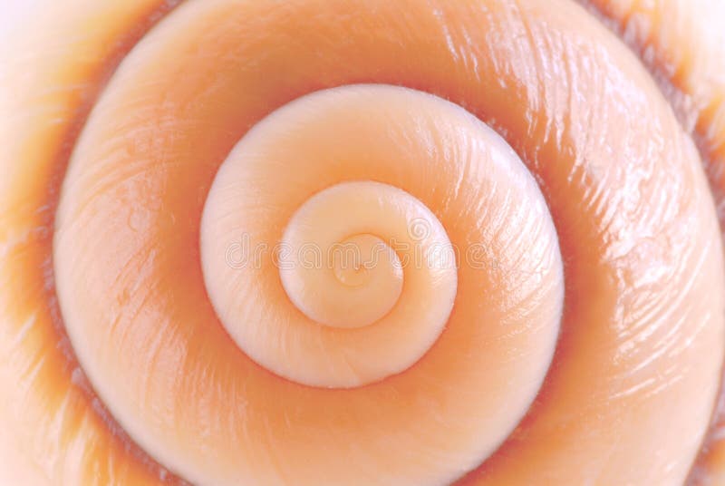 South African Turban Seashell Stock Photo - Image of mollusks, seashell ...