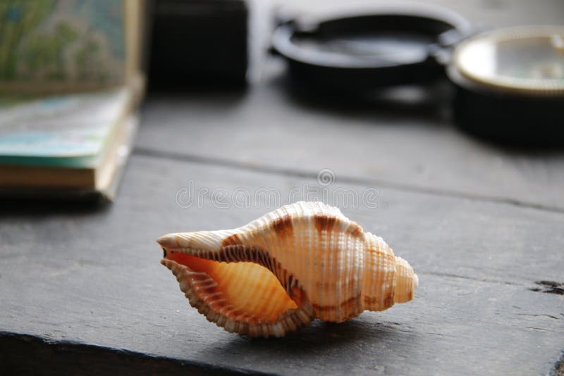 Seashell on the Table. Summer Travel Concept Stock Photo - Image of ...