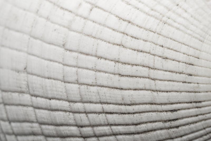 830+ Seashell texture Free Stock Photos - StockFreeImages