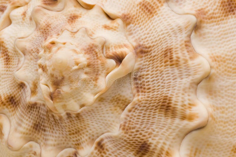 Seashell Texture Stock Photos - Image: 5215963