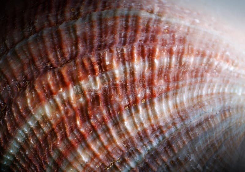 Seashell texture close up stock image. Image of agate - 96007919