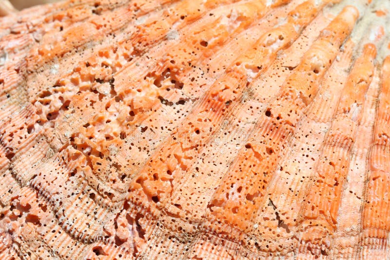 Seashell Texture stock photo. Image of coral, close, holes - 76585382