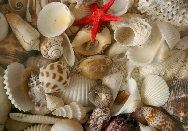 Seashell texture pattern stock image. Image of marine - 62752251
