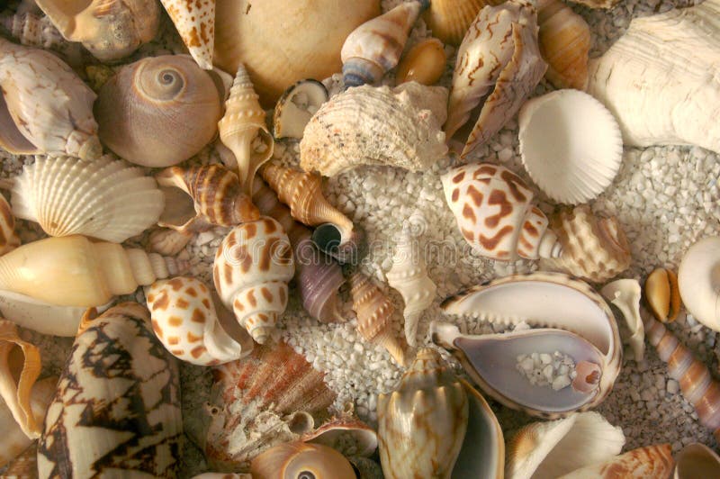 Seashell texture pattern stock image. Image of starfish - 62752747