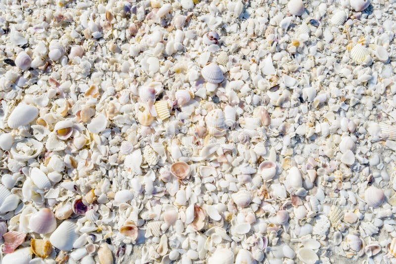 Seashells on the Beach stock image. Image of florida - 52480367