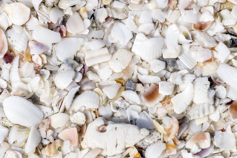 Seashells on the Beach stock image. Image of florida - 52480367