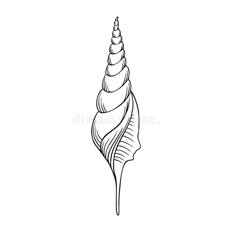 Seashell Thin Line Icon, Animal and Underwater, Shell Sign Vector ...