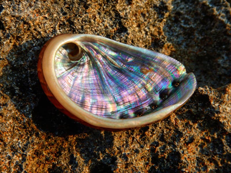 Seashell stock photo. Image of nature, seashell, colors - 107497738