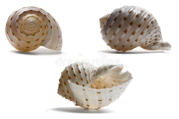 Seashell from three Angles stock image. Image of gastropod - 11137903
