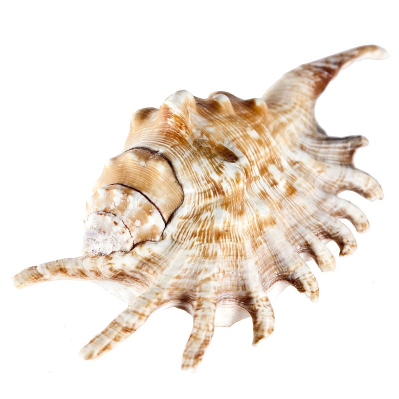 Spiral seashell background stock image. Image of object - 15074807