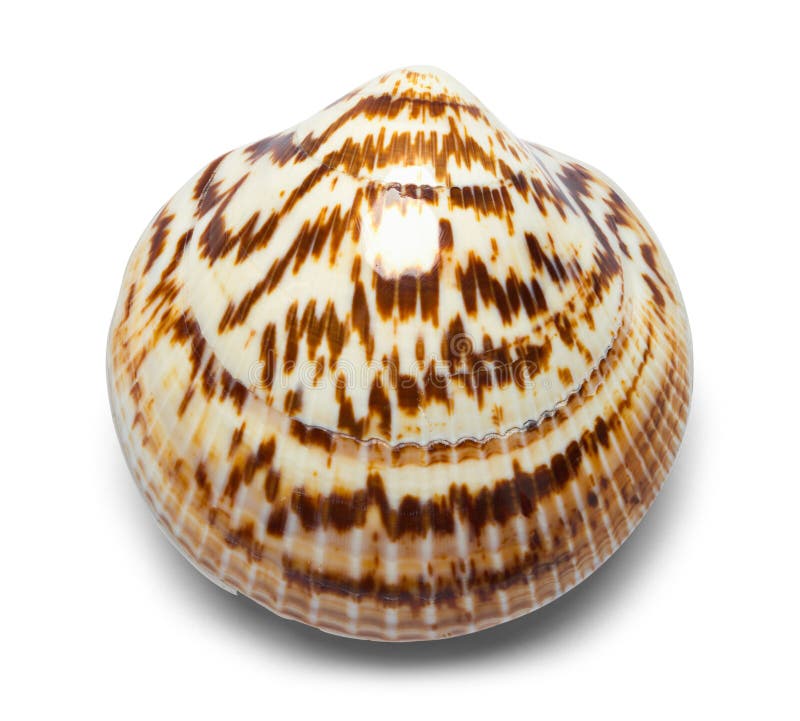 Seashell Top View stock photo. Image of conch, life - 313049942