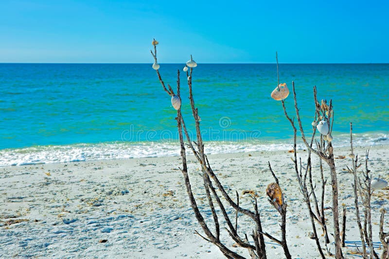 Seashell Tree at Tigertail Beach Stock Photo - Image of seashell, ocean ...