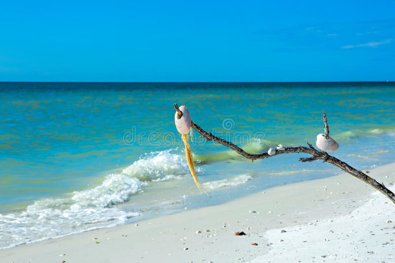 Seashell Tree at Tigertail Beach Stock Image - Image of destination ...