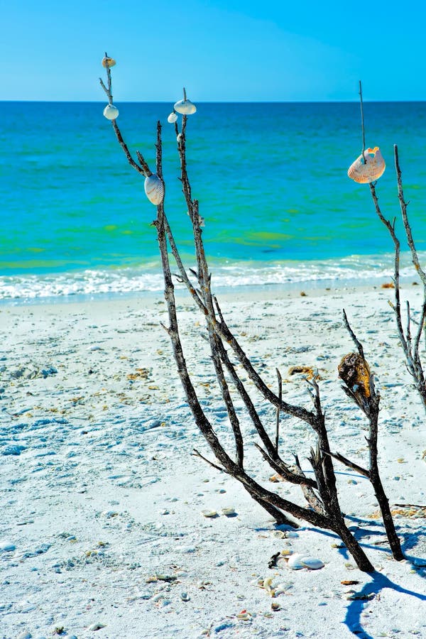 Seashell Tree at Tigertail Beach Stock Image - Image of sand, warm ...