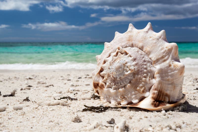 Seashell On Tropical Beach, Boracay Stock Photo - Image of nautical ...