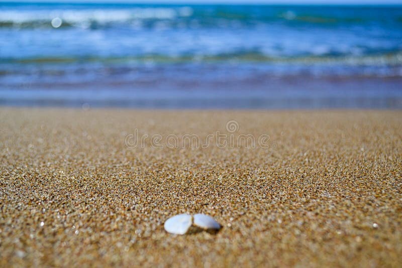 Seashell on a Tropical Sandy Beach. Stock Image - Image of space ...