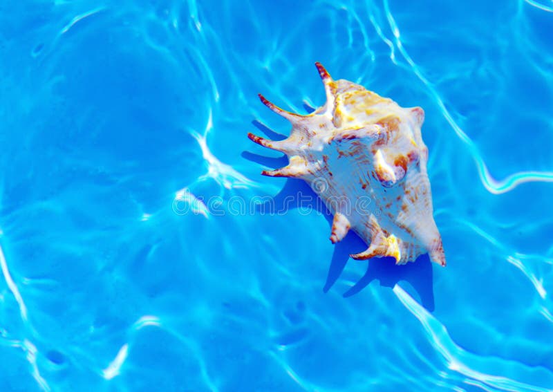Seashell under water. stock image. Image of colorful - 15650567
